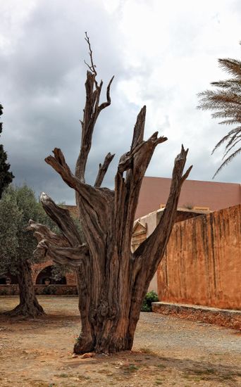 Arkadi Monastery Bullet Tree Cypress Stump Editorial Stock Photo ...
