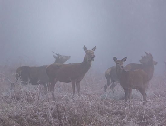 Deer Graze Freezing Fog Richmond Park Editorial Stock Photo - Stock ...