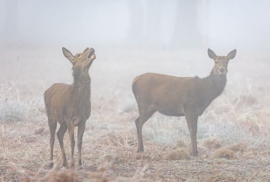 Deer Graze Freezing Fog Richmond Park Editorial Stock Photo - Stock ...