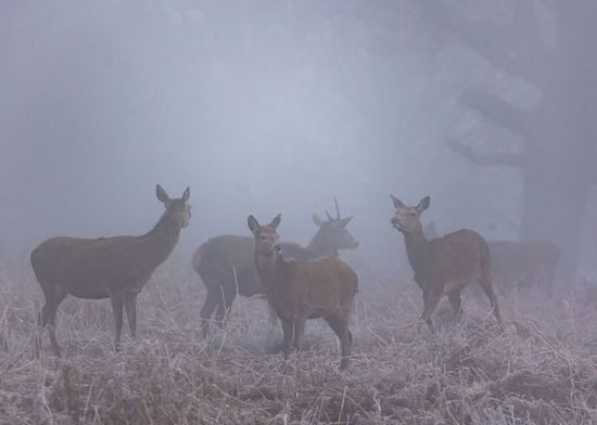 Deer Graze Freezing Fog Richmond Park Editorial Stock Photo - Stock ...