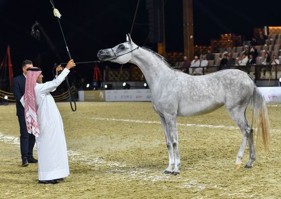 Ayoush Al Shaqab Owned By Al Editorial Stock Photo - Stock Image ...