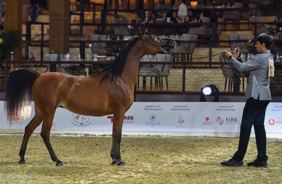 Tasnim Al Naif Owned By Al Editorial Stock Photo - Stock Image ...