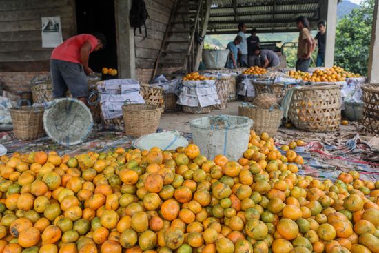 Workers Sort Oranges During Harvest Farm Editorial Stock Photo - Stock ...