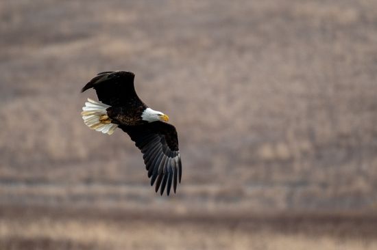 Mature Bald Eagle Hunting Prey Seen Editorial Stock Photo - Stock Image ...