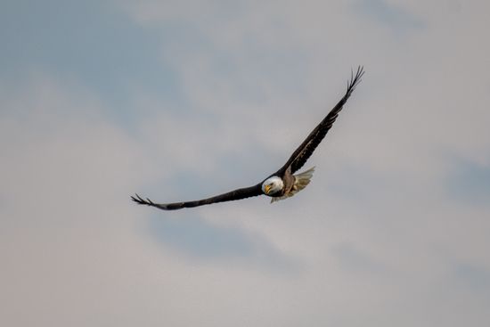 Mature Bald Eagle Hunting Prey Seen Editorial Stock Photo - Stock Image ...