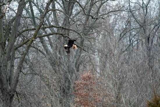 Mature Bald Eagle Hunting Prey Seen Editorial Stock Photo - Stock Image ...