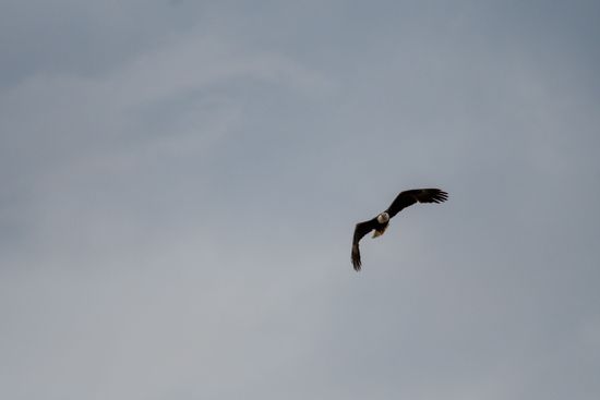 Mature Bald Eagle Hunting Prey Seen Editorial Stock Photo - Stock Image ...