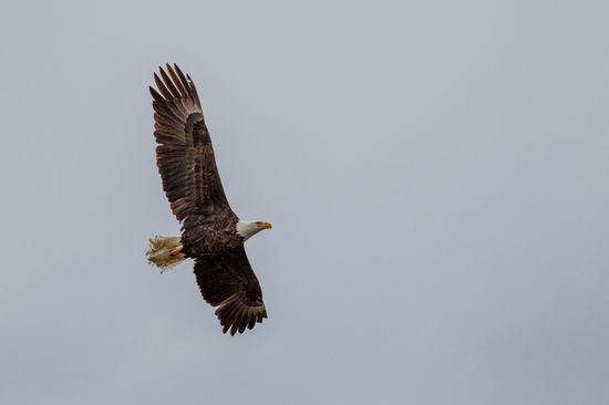 Mature Bald Eagle Hunting Prey Seen Editorial Stock Photo - Stock Image ...