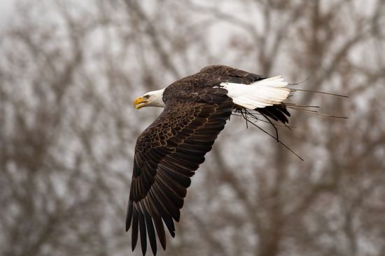 Mature Bald Eagle Hunting Prey Seen Editorial Stock Photo - Stock Image ...