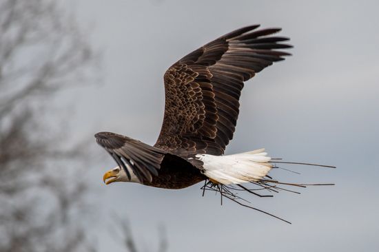 Mature Bald Eagle Hunting Prey Seen Editorial Stock Photo - Stock Image ...