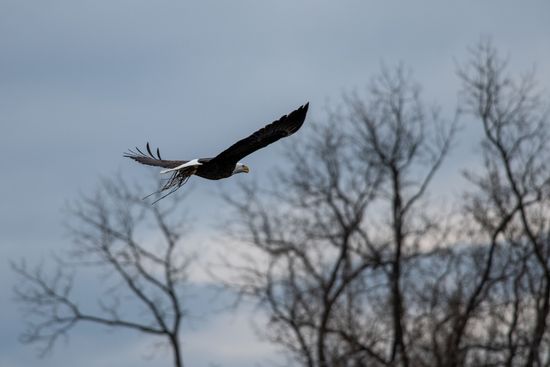 Mature Bald Eagle Hunting Prey Seen Editorial Stock Photo - Stock Image ...