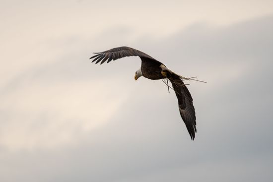 Mature Bald Eagle Hunting Prey Seen Editorial Stock Photo - Stock Image ...