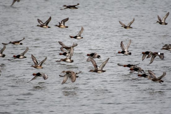 Flock Canvasback Ducks Seen Fernald Nature Editorial Stock Photo ...