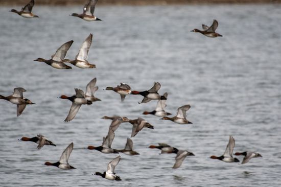 Flock Canvasback Ducks Seen Fernald Nature Editorial Stock Photo ...
