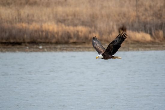 Mature Bald Eagle Hunting Prey Seen Editorial Stock Photo - Stock Image ...