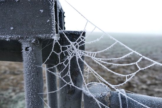 Frost Covered Cobwebs Fog Editorial Stock Photo - Stock Image ...