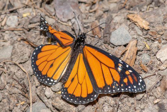 Newly Hatched Monarch Butterfly Crumpled Wings Editorial Stock Photo ...