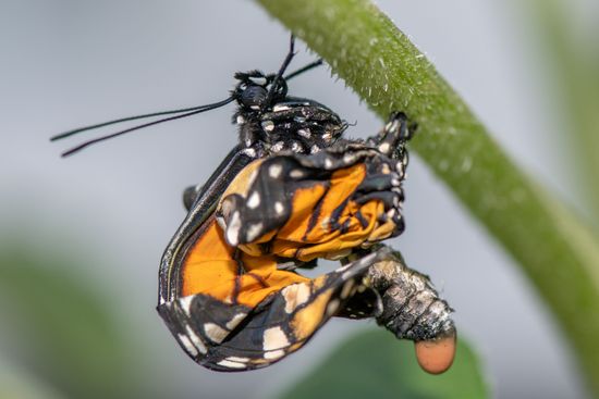 Newly Hatched Monarch Butterfly Crumpled Wings Editorial Stock Photo ...