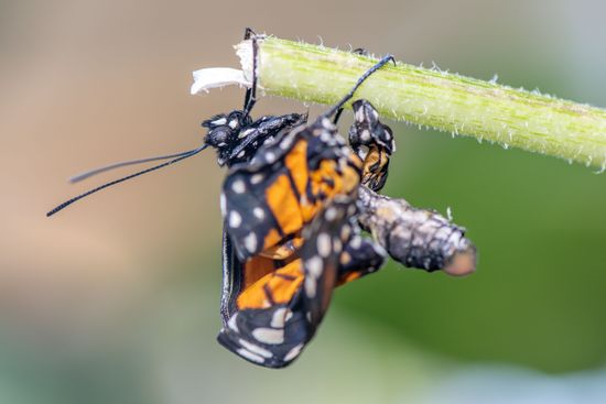 Newly Hatched Monarch Butterfly Crumpled Wings Editorial Stock Photo ...