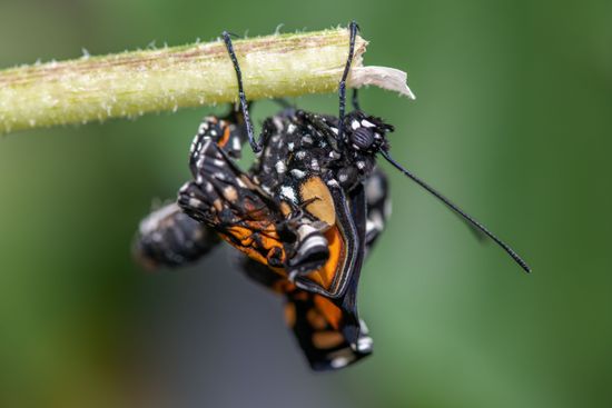 Newly Hatched Monarch Butterfly Crumpled Wings Editorial Stock Photo ...