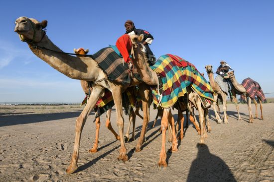 Camel Racing Handlers Train Camels On Editorial Stock Photo - Stock ...