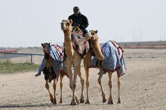 Camel Robot Jockey Competes During Kuwaits Editorial Stock Photo ...