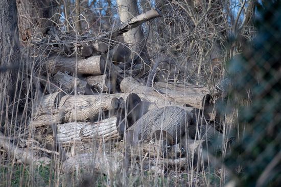 Remains Trees Felled By Hs2 Hs2 Editorial Stock Photo - Stock Image ...