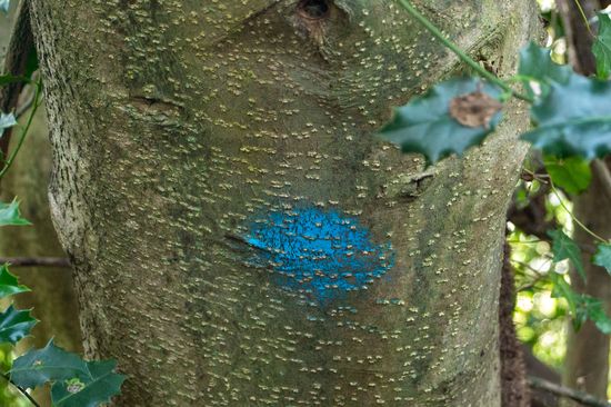 All Familiar Sight Trees Marked Felling Editorial Stock Photo - Stock ...