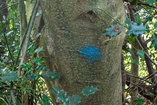 All Familiar Sight Trees Marked Felling Editorial Stock Photo - Stock ...