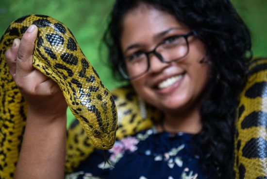 Visitor Hold On Arm Green Anaconda Editorial Stock Photo - Stock Image | Shutterstock