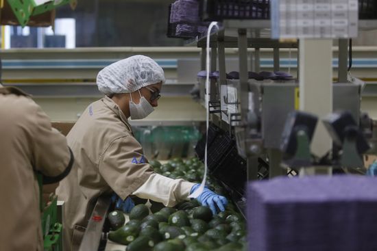 Worker Participates Avocado Packing Process Municipality Editorial ...