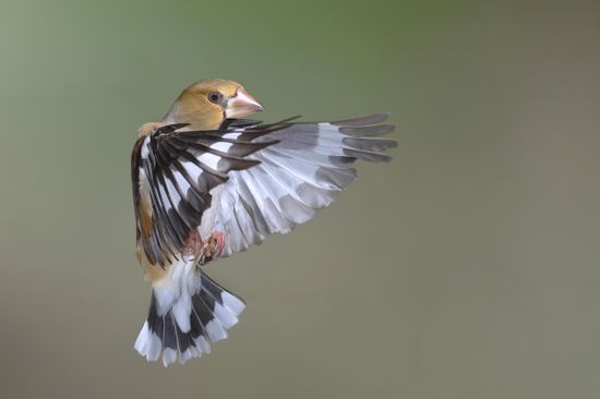 Hawfinch Coccothraustes Coccothraustes Flight Flight Photo Editorial ...