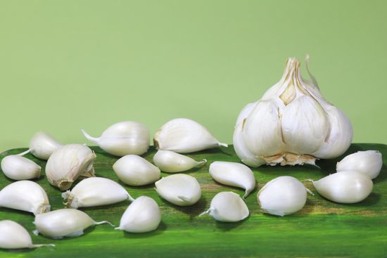 Still Life Garlic Germany Editorial Stock Photo - Stock Image ...
