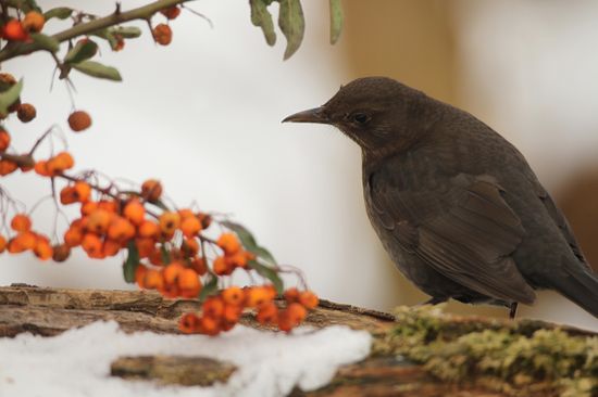 Blackbird Turdus Merula Female Examines Red Editorial Stock Photo ...