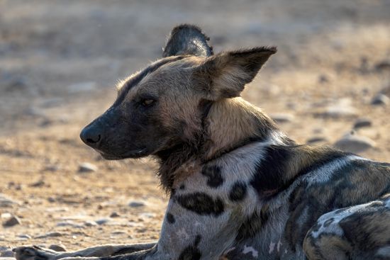 African Wild Dog Lycaon Pictus Animal Editorial Stock Photo - Stock ...