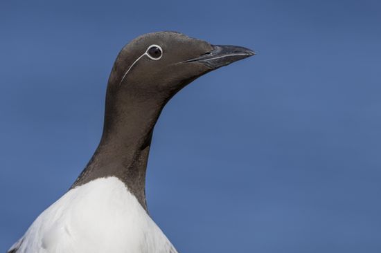 Common Guillemot Uria Aalge Portrait Bird Editorial Stock Photo - Stock ...