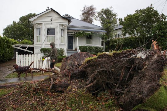 Tree Blown Down By Cyclone Auckland Editorial Stock Photo - Stock Image ...