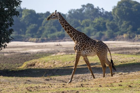 Rhodesian Giraffe Giraffa Camelopardalis Thornicrofti Adult Editorial ...