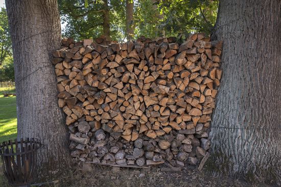 Firewood Stacked Between Two Oak Trees Editorial Stock Photo - Stock ...