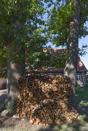 Firewood Stacked Between Two Oak Trees Editorial Stock Photo - Stock ...