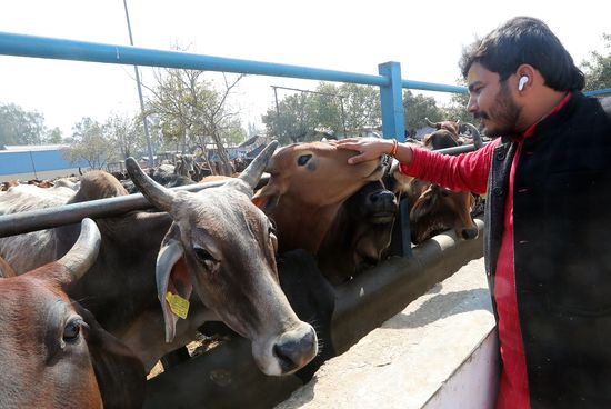 Man Strokes Cow Stable On Outskirts Editorial Stock Photo - Stock Image ...
