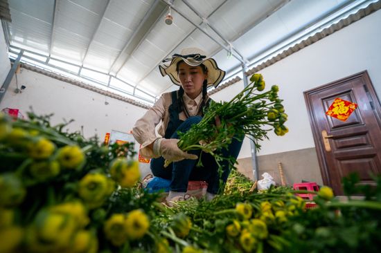 Bi Xixi Sorts Fresh Flowers Her Editorial Stock Photo - Stock Image ...