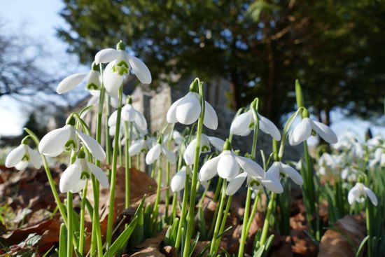 Snowdrops Sunshine 2000 Year Old Church Editorial Stock Photo - Stock ...