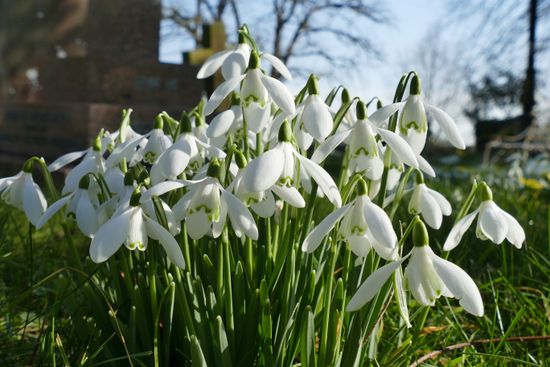 Snowdrops Sunshine 2000 Year Old Church Editorial Stock Photo - Stock ...