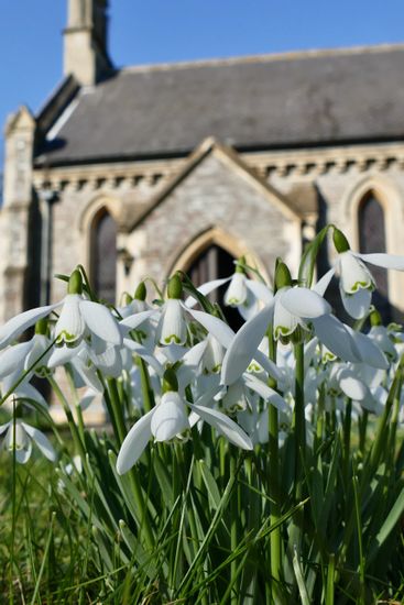 Snowdrops Sunshine 2000 Year Old Church Editorial Stock Photo - Stock ...