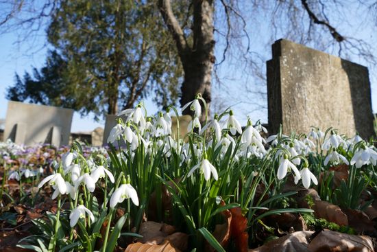 Snowdrops Sunshine 2000 Year Old Church Editorial Stock Photo - Stock ...