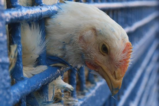 Pakistani Vendor Sells Chickens Market Price Editorial Stock Photo ...