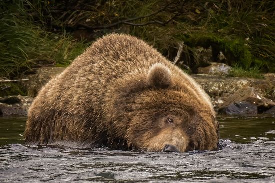 This Grizzly Bear Shakes Off Water Editorial Stock Photo - Stock Image ...