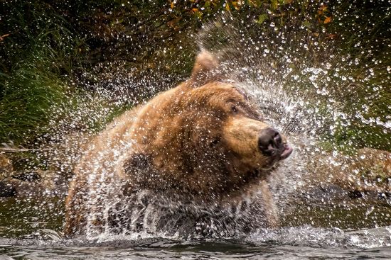 This Grizzly Bear Shakes Off Water Editorial Stock Photo - Stock Image ...