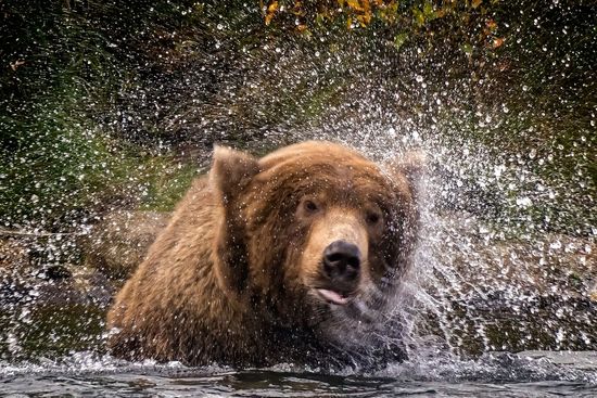 This Grizzly Bear Shakes Off Water Editorial Stock Photo - Stock Image ...